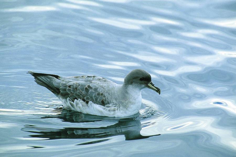 Petrels - Albatross Encounter