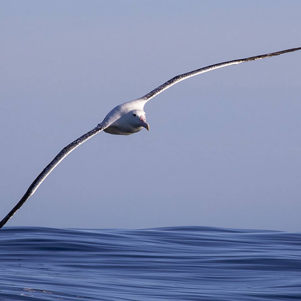 Great Albatross, Sea Wandering Albatross