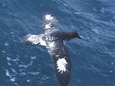 Petrels - Albatross Encounter