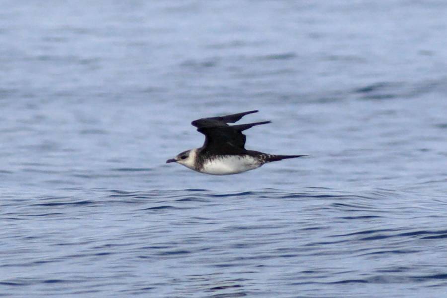 Seabird Watching and Tours in Kaikoura