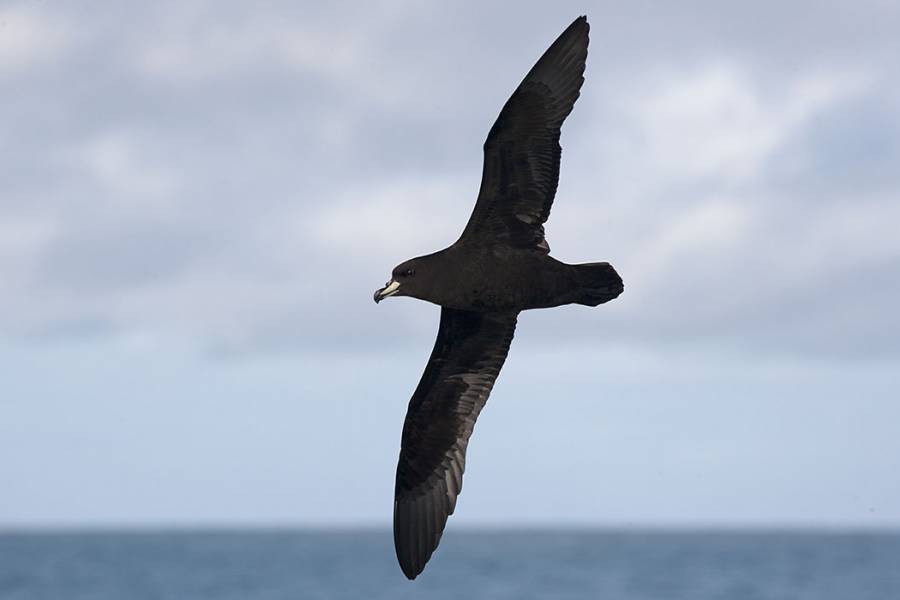 Petrels - Albatross Encounter