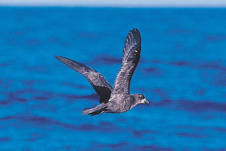 Petrels - Albatross Encounter