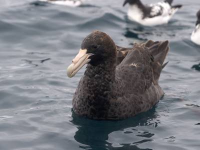 Petrels - Albatross Encounter