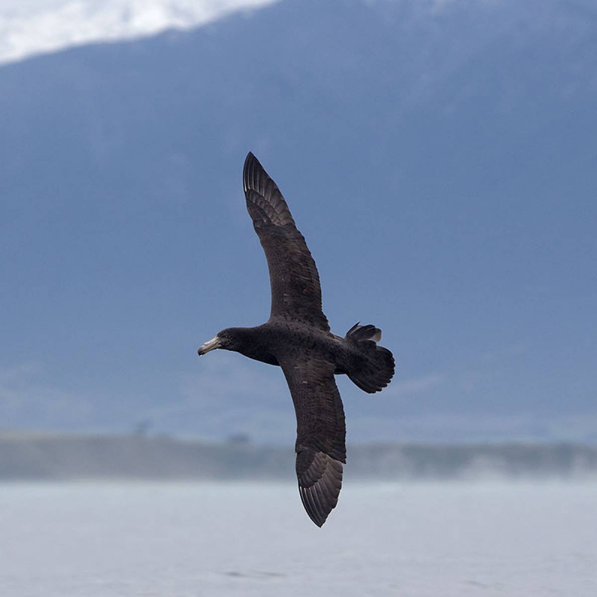 Petrels: About Petrels and Where to Watch Petrels