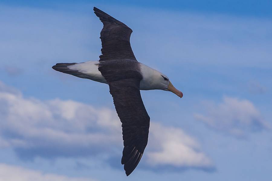 Lesser Albatross, About Lesser Albatross