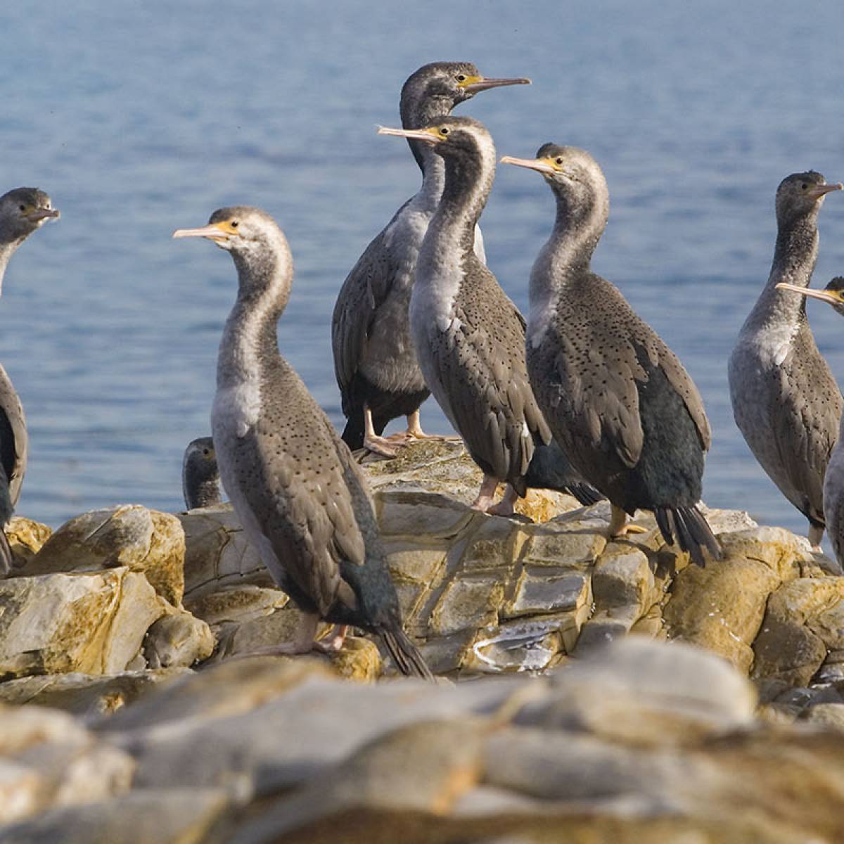 Seabird Watching and Tours in Kaikoura