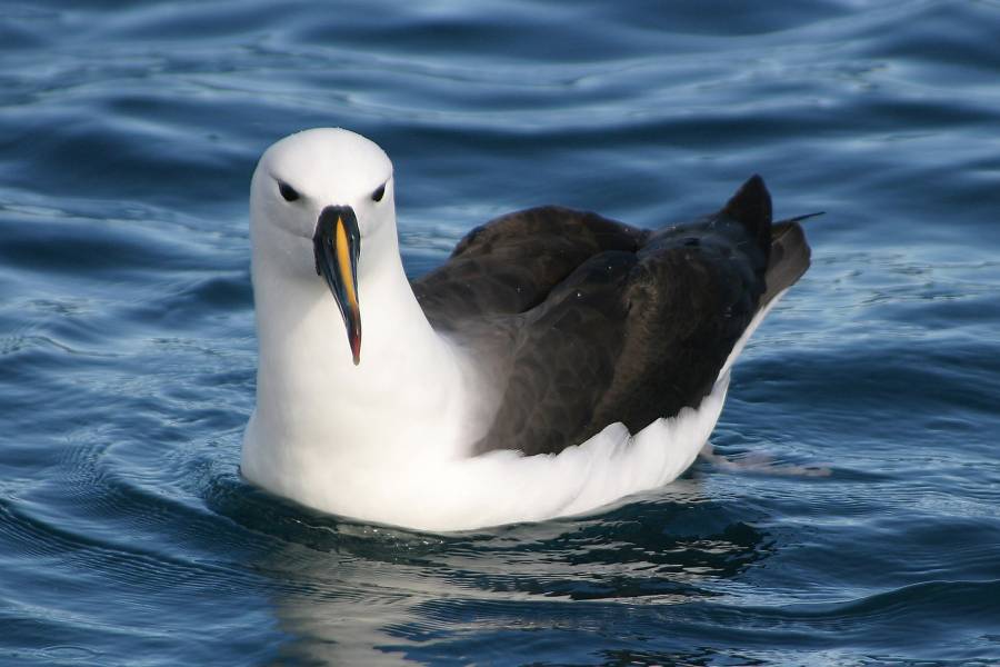 Lesser Albatross, About Lesser Albatross